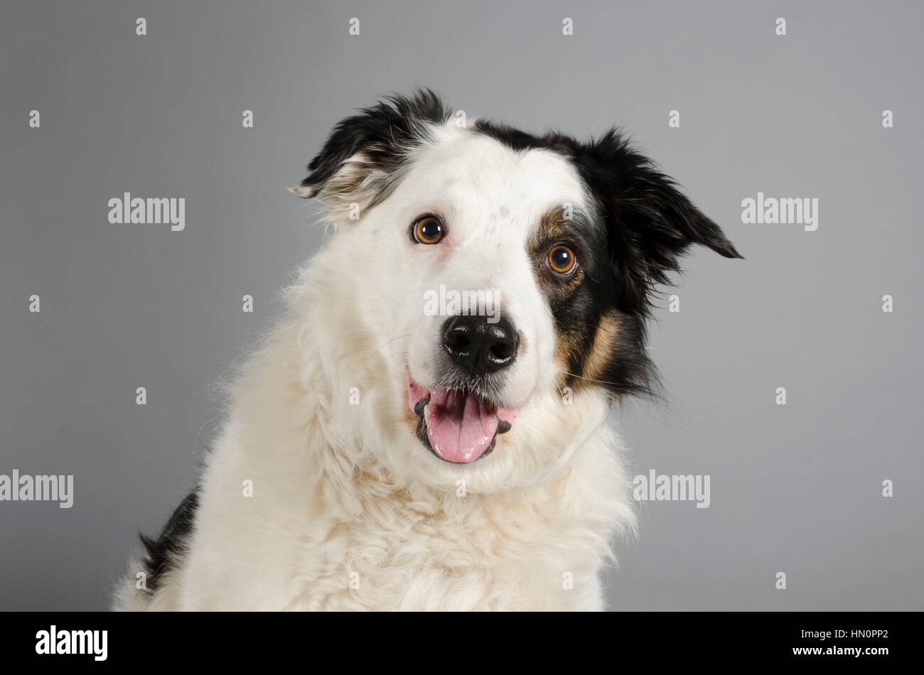 How To Thin Down Overweight Border Collie