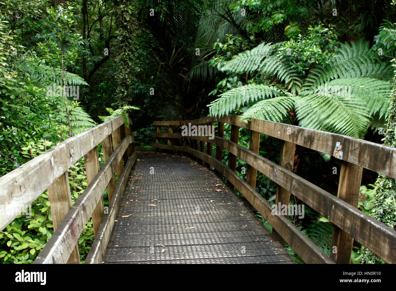Walking trail in tropical forest Stock Photo - Alamy
