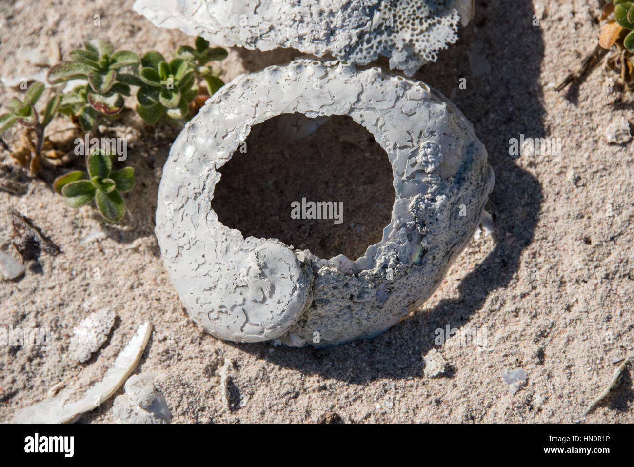 Ancient shell midden hi-res stock photography and images - Alamy