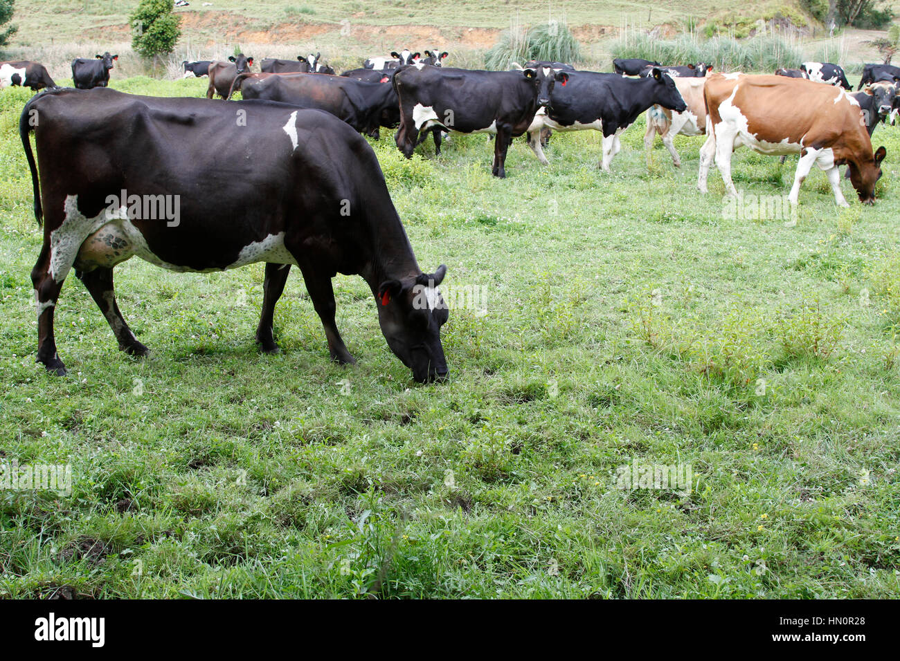 Dairy cows in paddock, New Zealand Stock Photo - Alamy