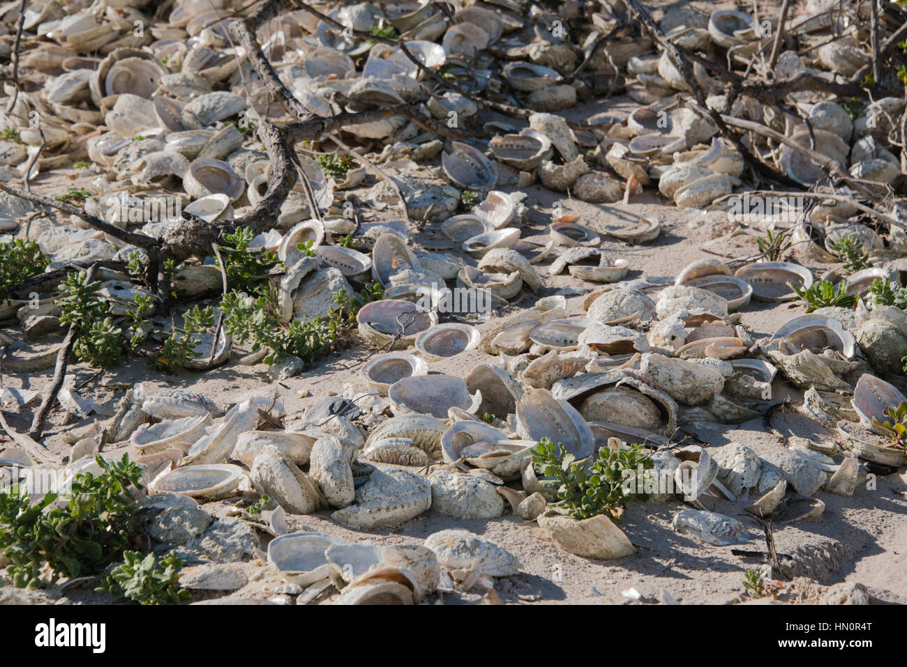Ancient abalone shells, part of a shell midden, on Pearly Beach, South ...