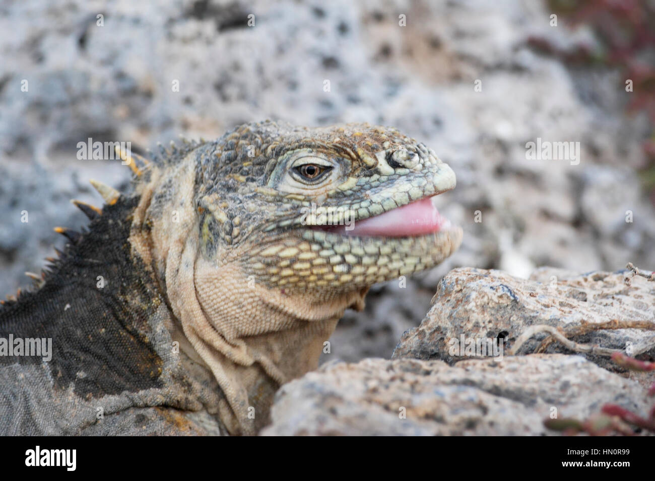 Galapagos land Iguana head portrait, South Plaza, Galapagos Islands ...