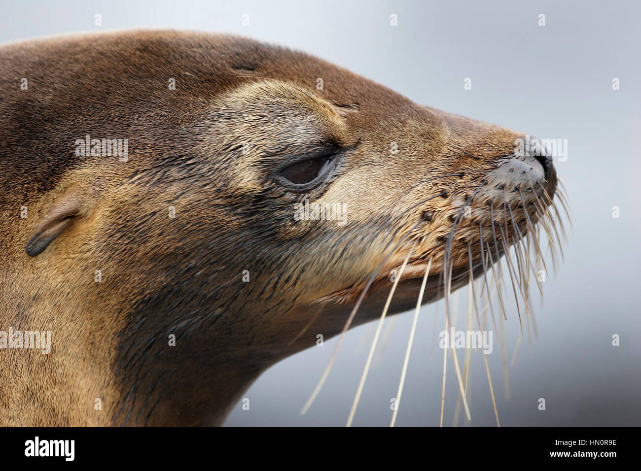 Galapagos Sea Lion, head portrait, South Plaza, Galapagos Islands ...