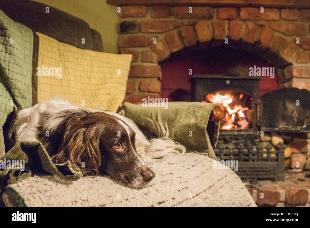 An English springer spaniel laying on a chair by a fire Stock Photo - Alamy