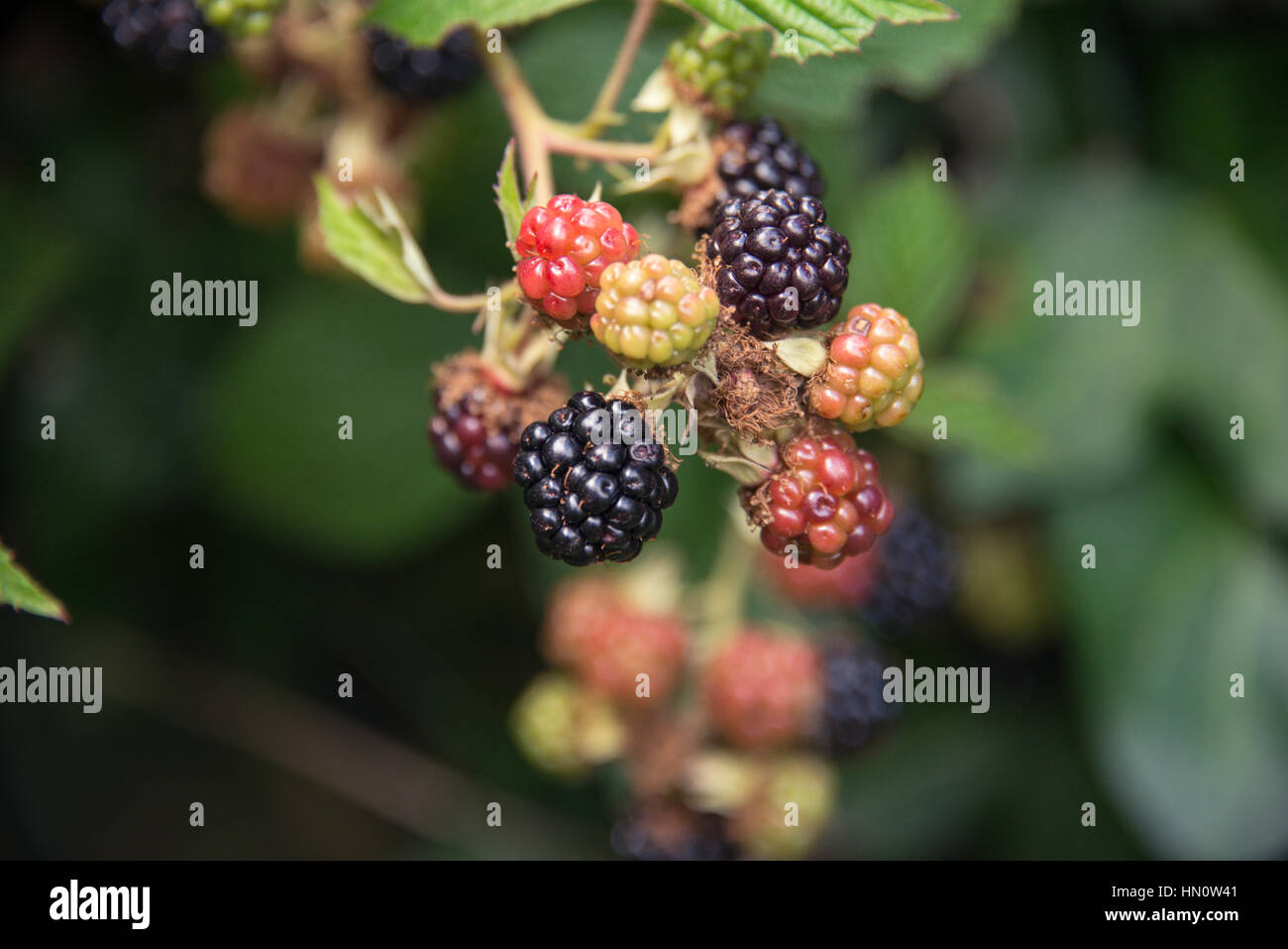 Blackberries in a garden in the UK Stock Photo - Alamy