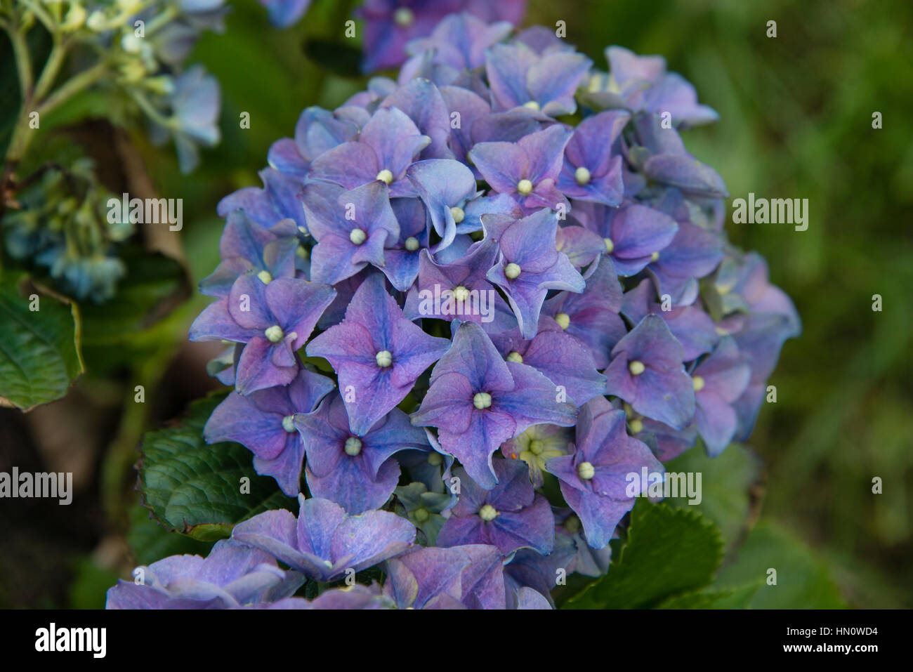 Hydrangeas in full bloom in a garden in the UK Stock Photo - Alamy