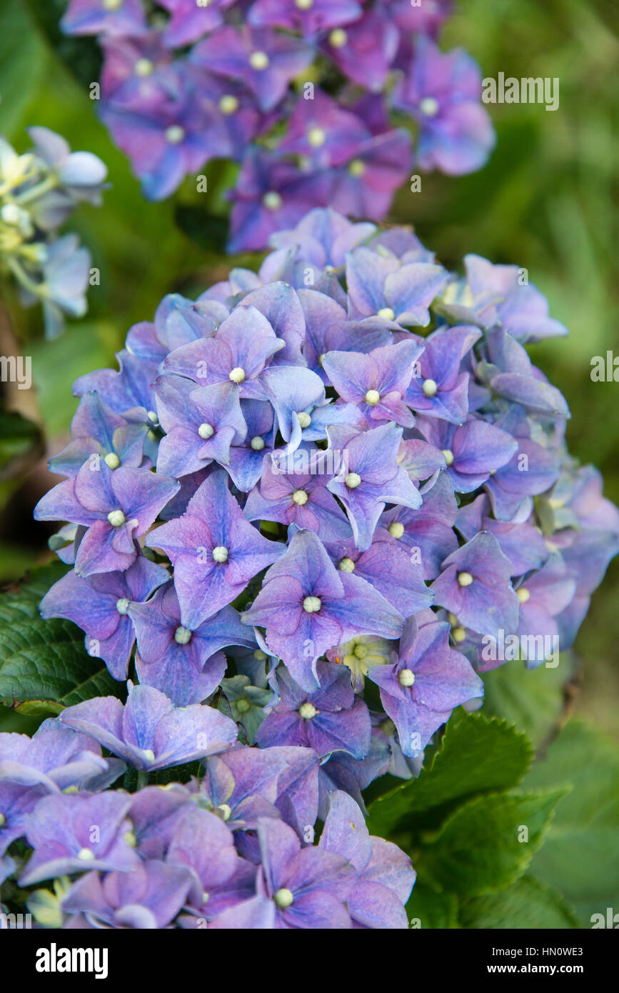 Hydrangeas in full bloom in a garden in the UK Stock Photo - Alamy