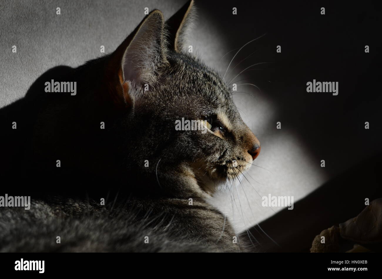 Cat in profile sitting in shadow Stock Photo - Alamy