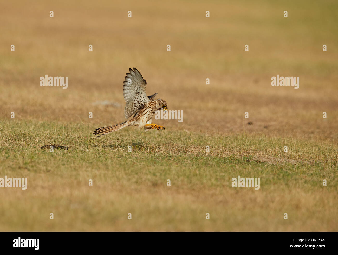 A common kestrel female with fully extended spread out wings just about ...