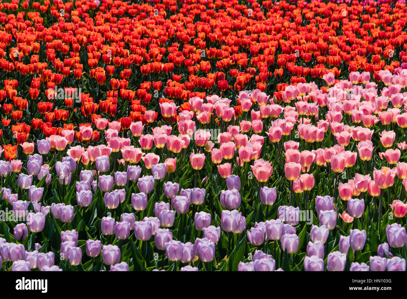 Tulips of the 2016 Canadian Tulip Festival at Dow's Lake in Ottawa ...