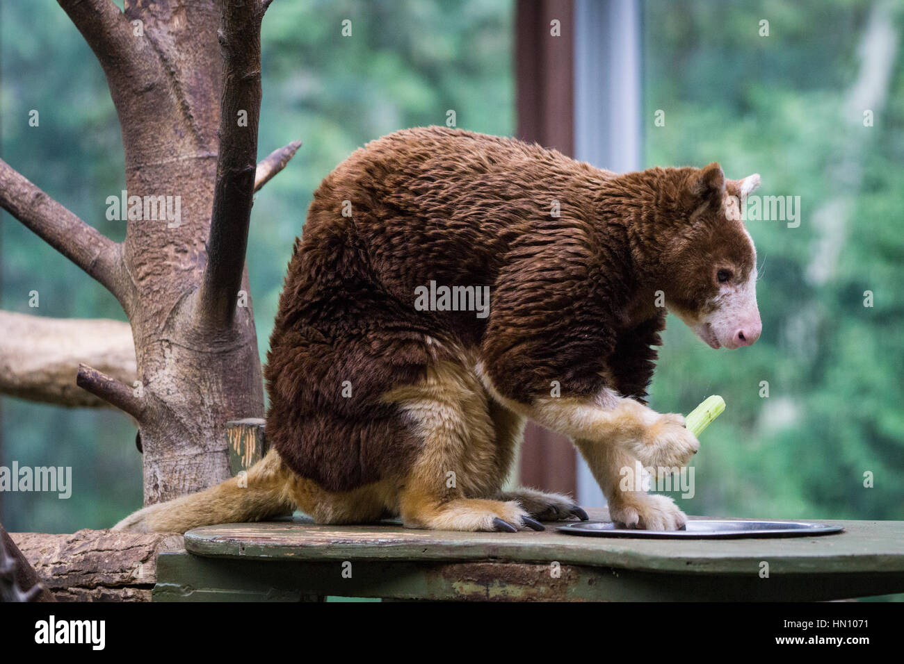 Matschie's Tree Kangaroo eating at the Toronto Zoo Stock Photo - Alamy