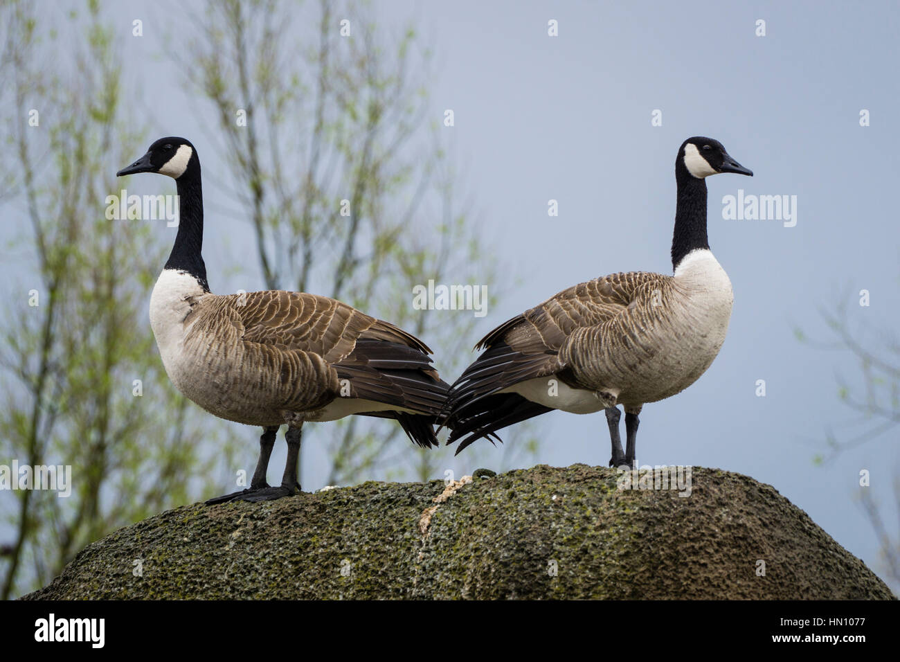 Two Canada Geese face opposite directions Stock Photo - Alamy