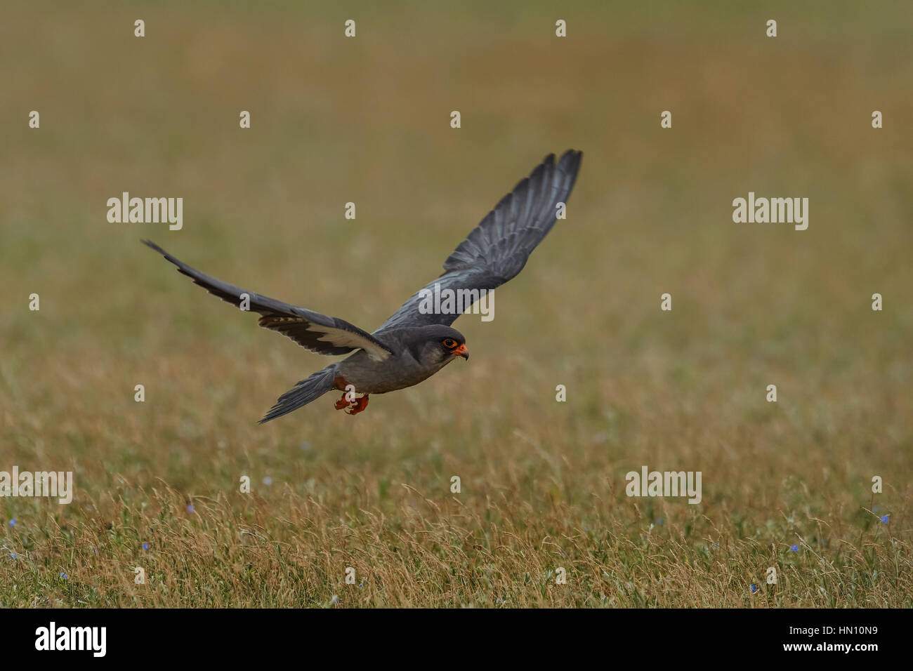 Small raptor Amur falcon with a sharp beak searching with his sharp ...