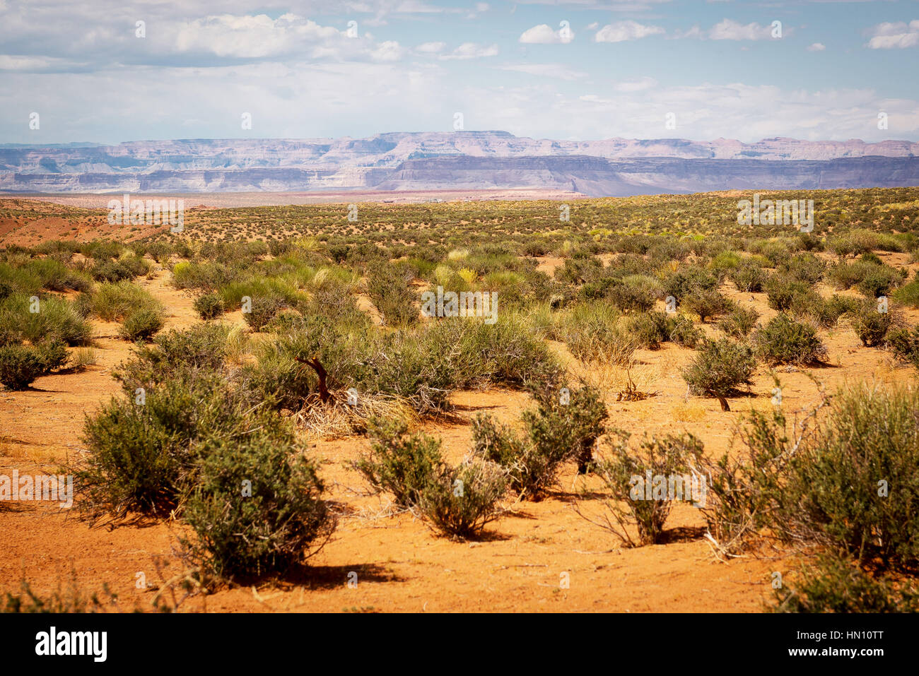 Small trees in the desert with canyon background Stock Photo - Alamy