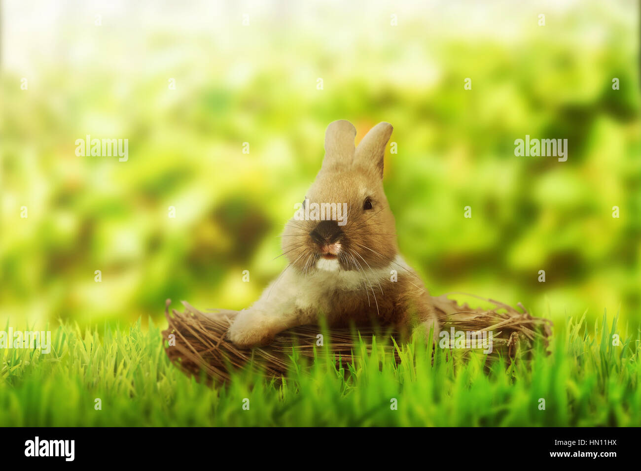 Fluffy foxy rabbit on basket in the green meadow field Stock Photo - Alamy