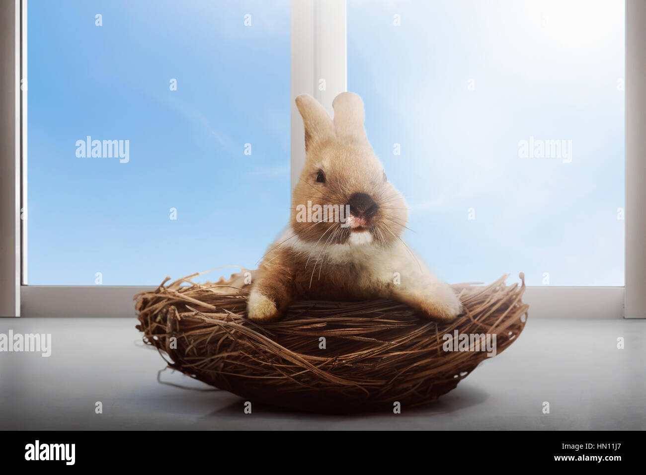 Easter bunny in basket at desk in front of window. Cut rabbit on the ...