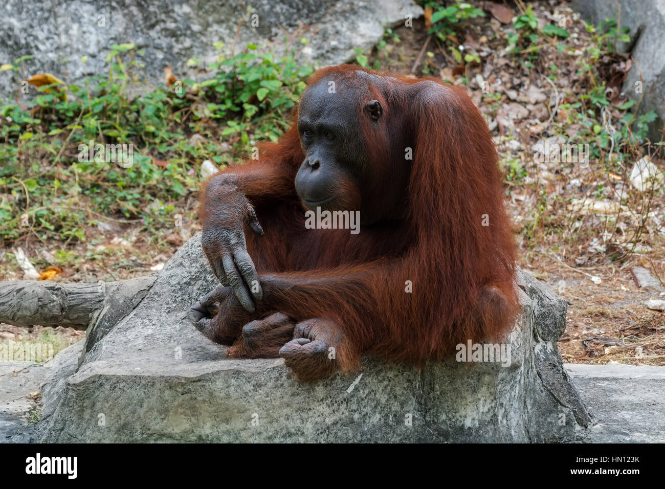 Orangutan or Pongo pygmaeus sitting in the forest, natural habitat ...