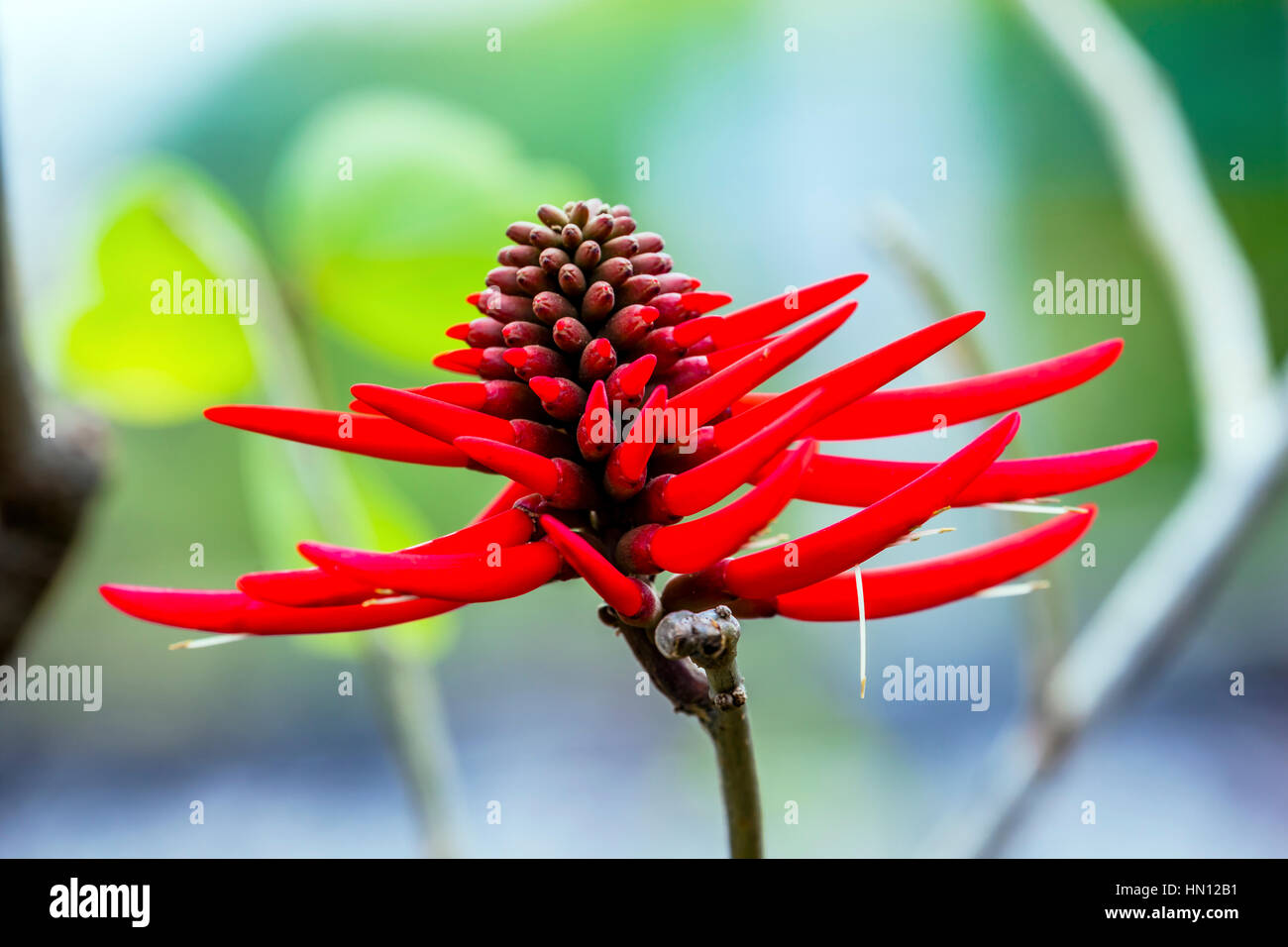 Red Coral Tree Flower Erythrina Americana Colorines Juarez Garden San ...