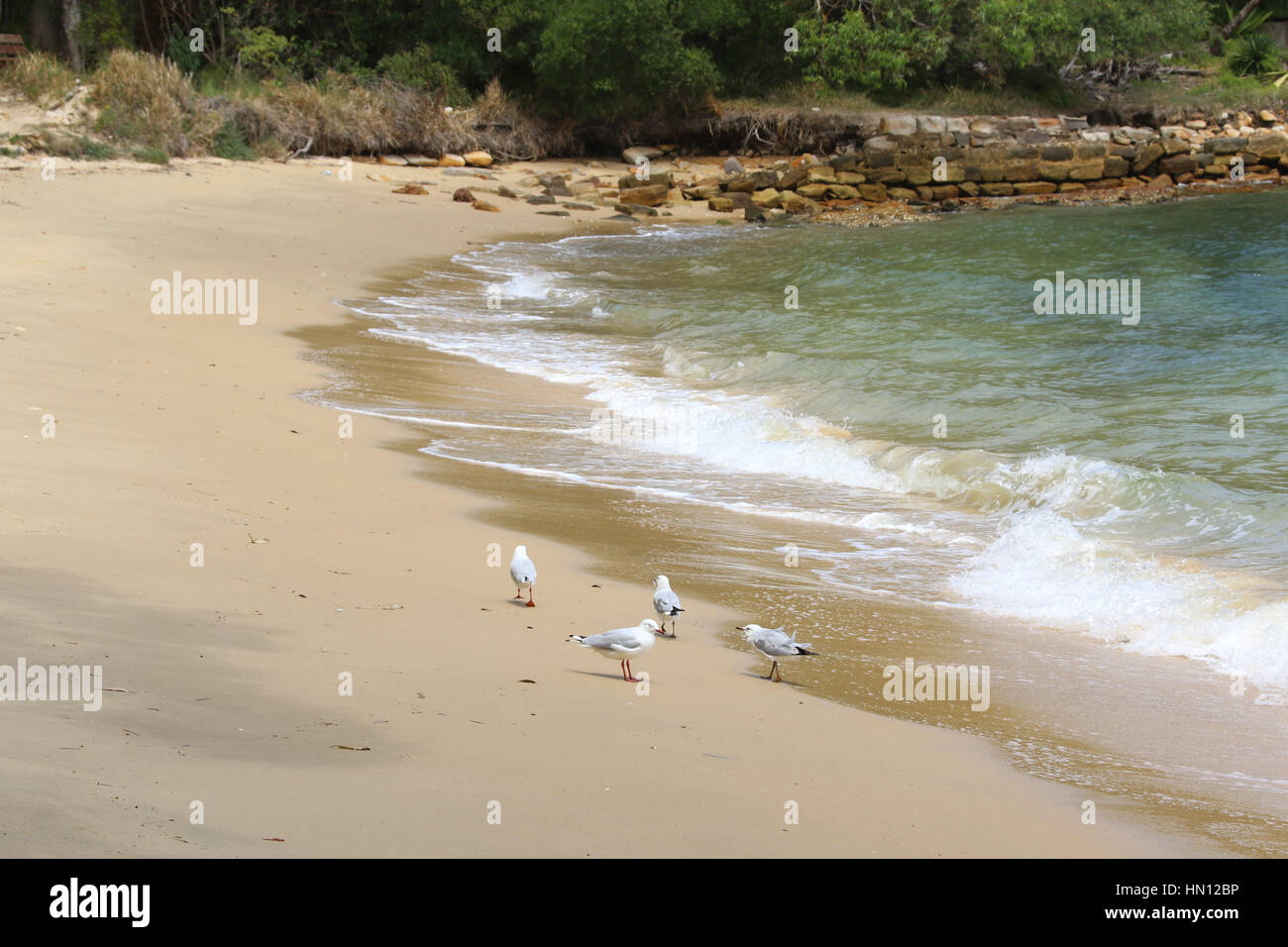 Athol Beach, Athol Bay, Mosman on Sydney harbour Stock Photo - Alamy