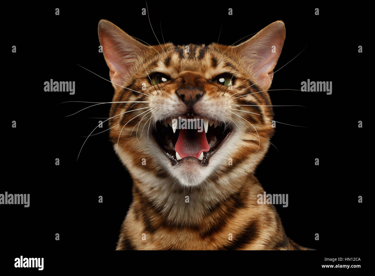 Aggressive cat hi-res stock photography and images - Alamy