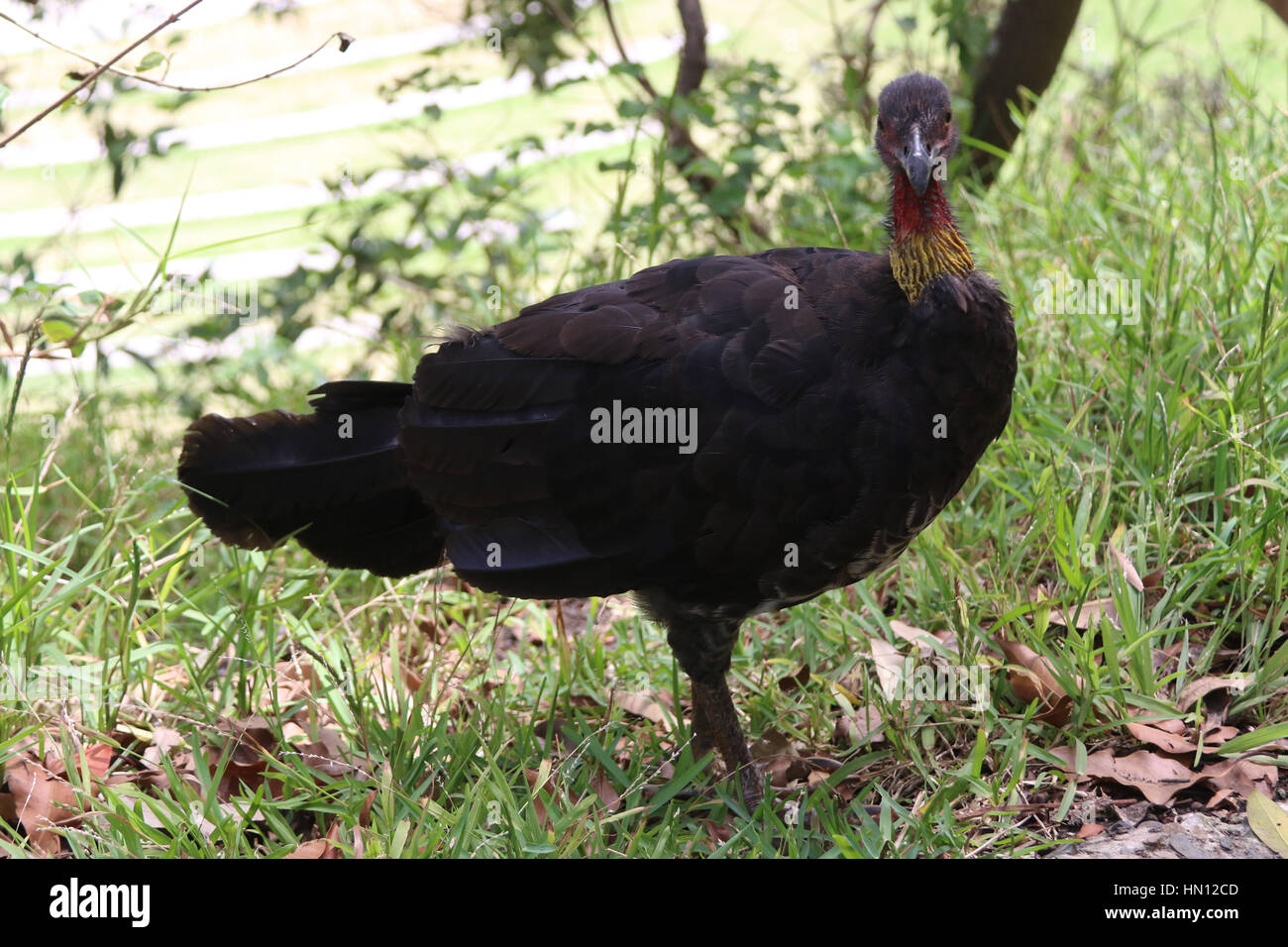 Australian brushturkey or Australian brush-turkey, aka the scrub turkey ...