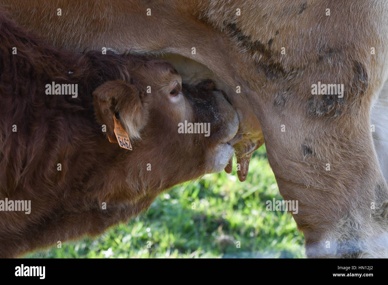 Sucking cow hi-res stock photography and images - Alamy
