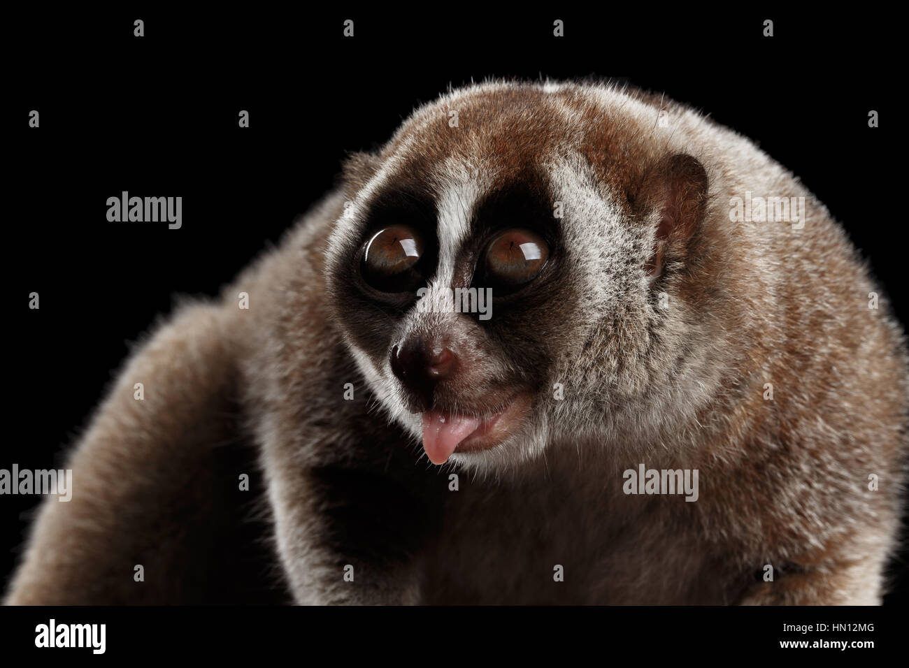 Slow loris fur hi-res stock photography and images - Alamy