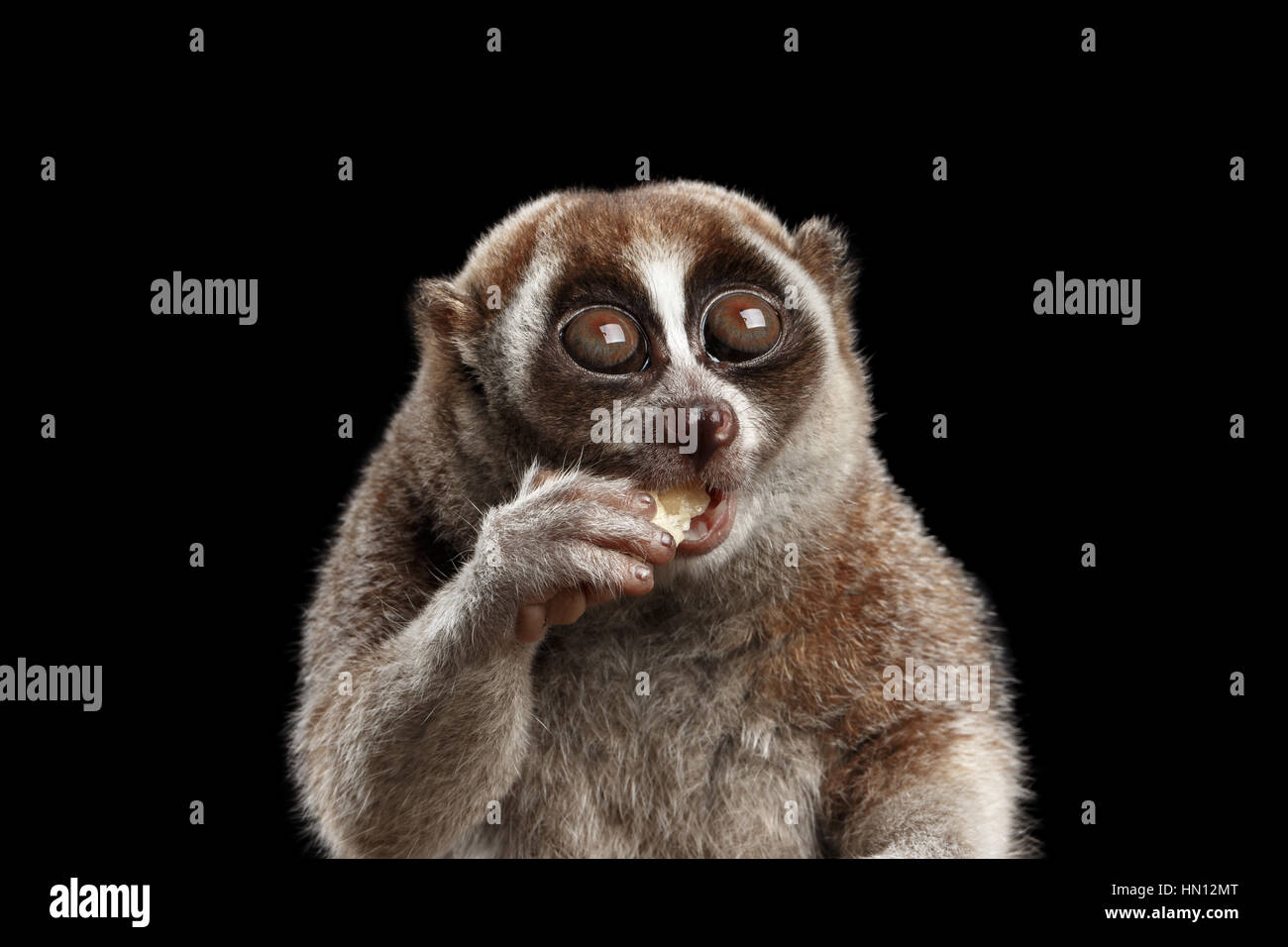 Sad Slow Loris