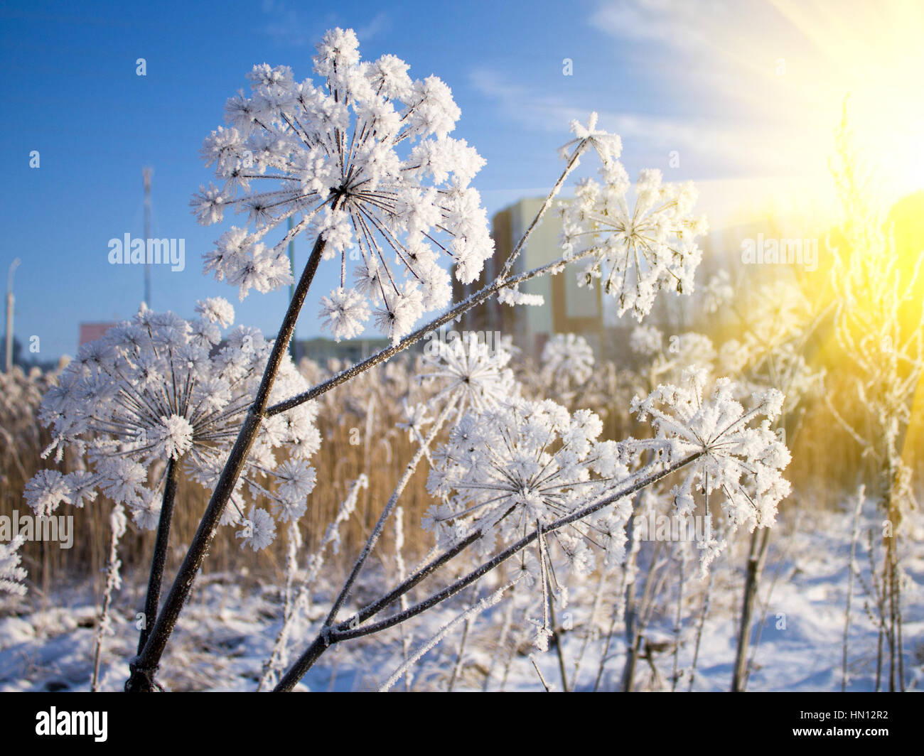 Beautiful cold snowy day in the city hi-res stock photography and ...
