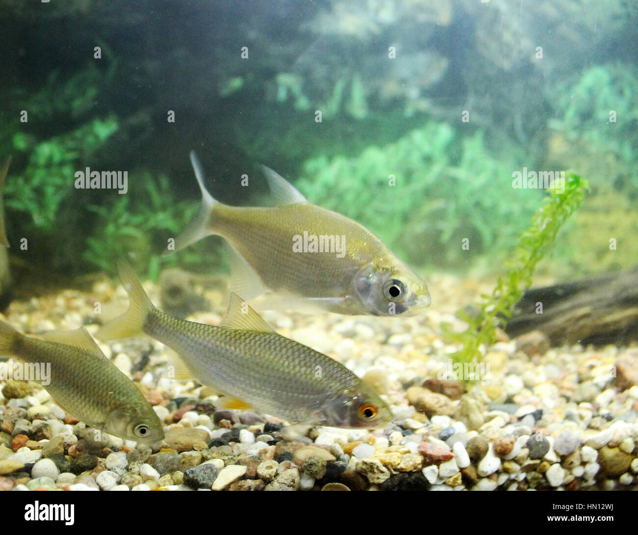 Goldfish eating fish hi-res stock photography and images - Alamy