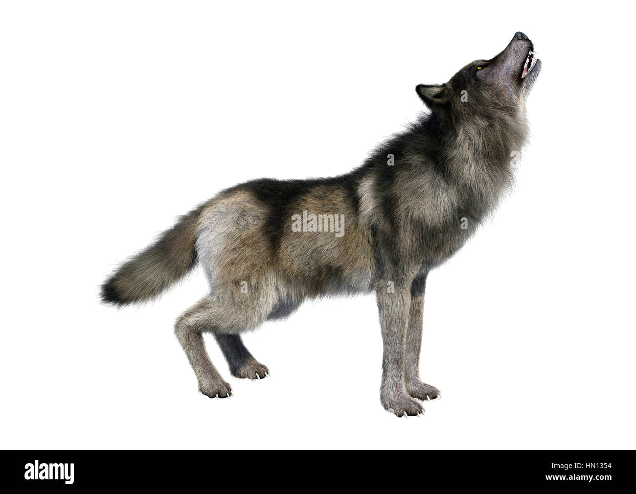 3D rendering of a gray wolf isolated on white background Stock Photo ...