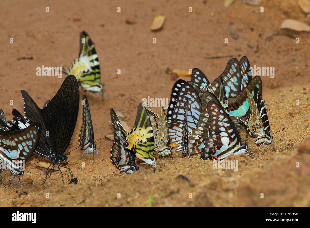 Butterfly group hi-res stock photography and images - Alamy