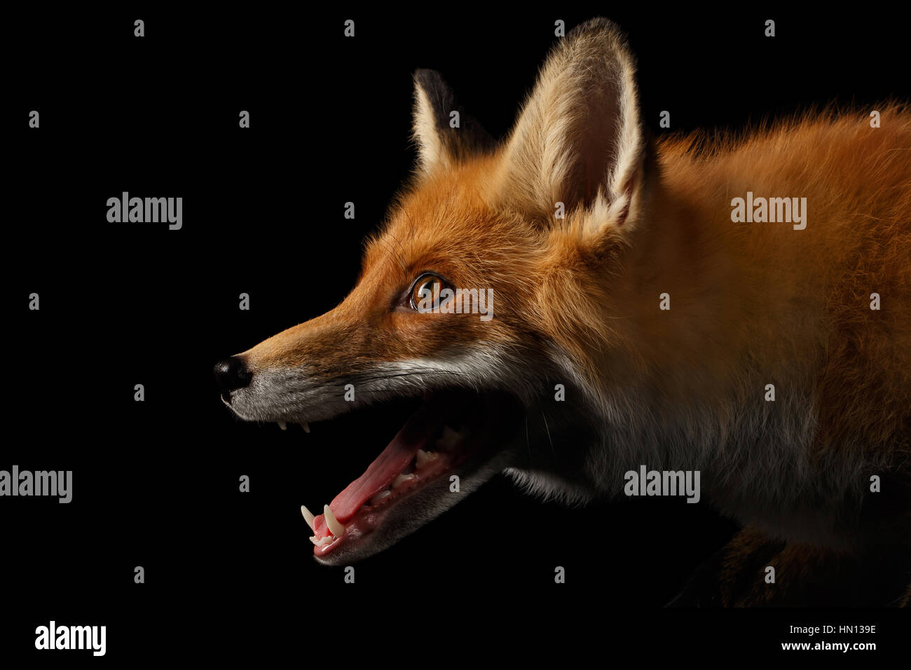 Red fox animal head close up profile hi-res stock photography and ...