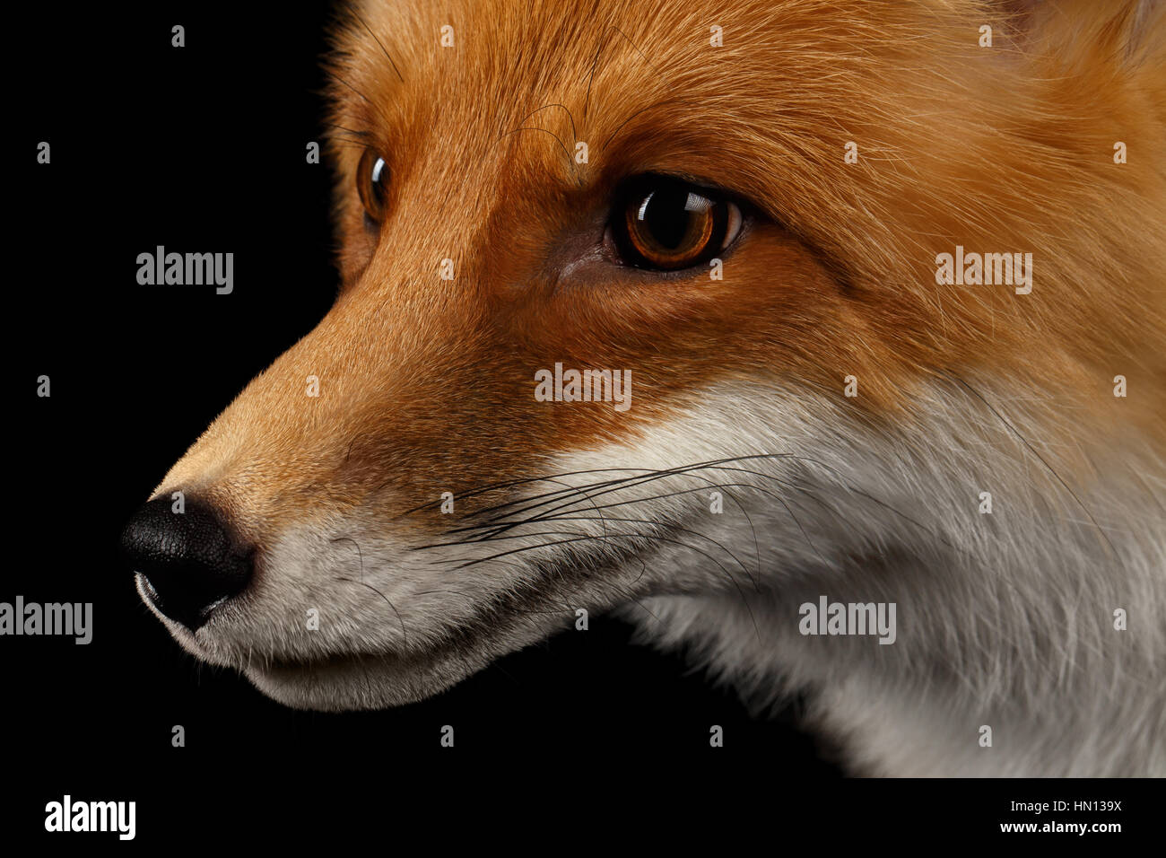 Fox profile hi-res stock photography and images - Alamy