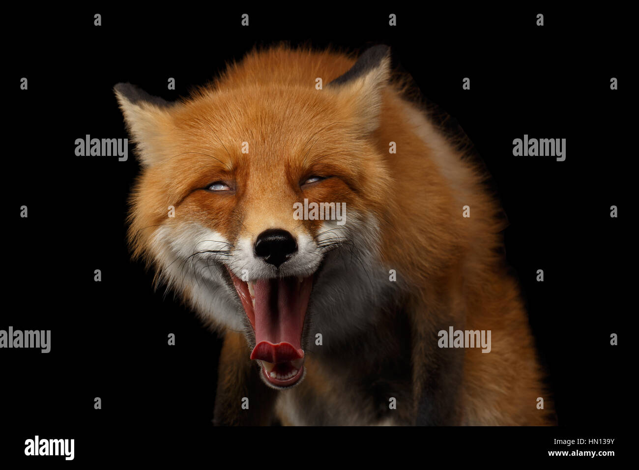 Black red fox hi-res stock photography and images - Alamy