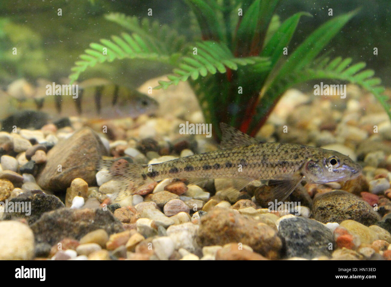 Goldfish eating fish hi-res stock photography and images - Alamy