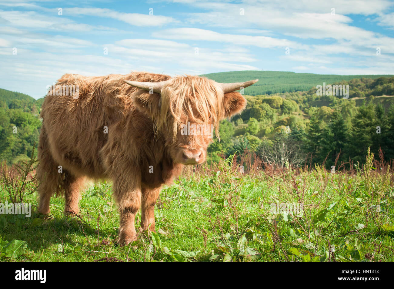 Scottish highland cow with a blue summer sky Stock Photo - Alamy