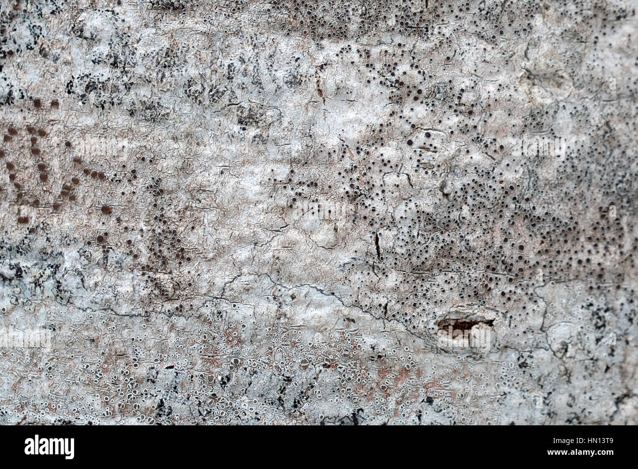 Old beech tree bark covered with lichen macro photograph for closeup ...