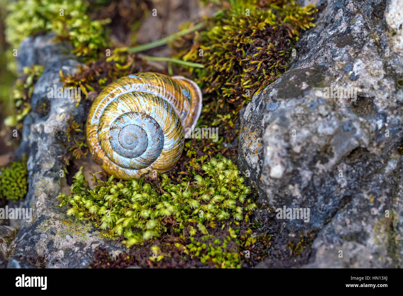 Snail of Helix genus on a stone Stock Photo - Alamy