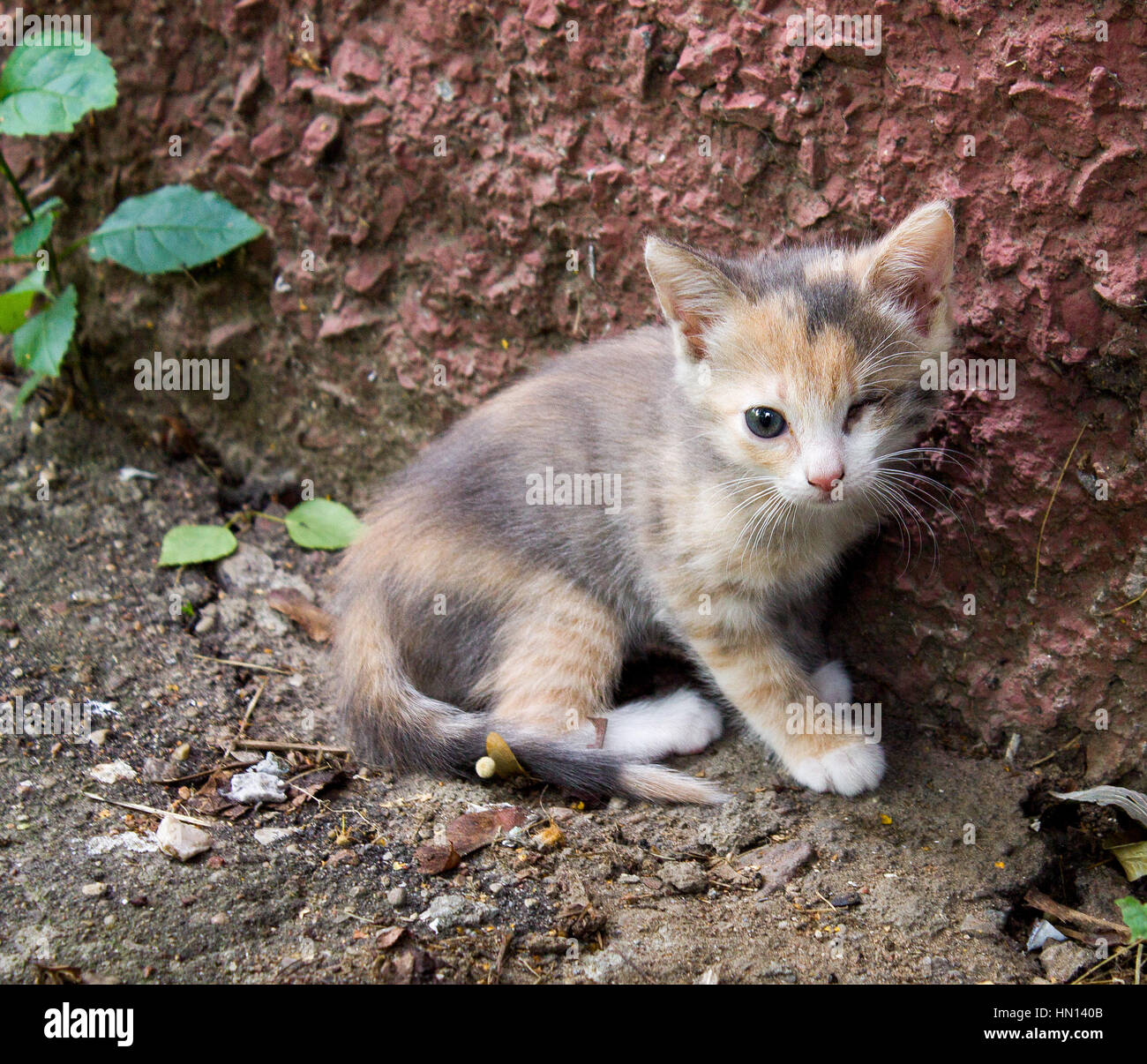 Blind kitten hi-res stock photography and images - Alamy