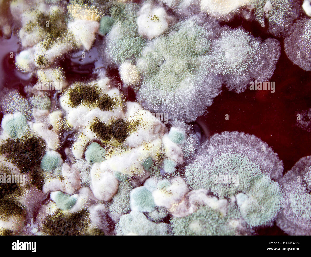 Mycelium background hi-res stock photography and images - Alamy