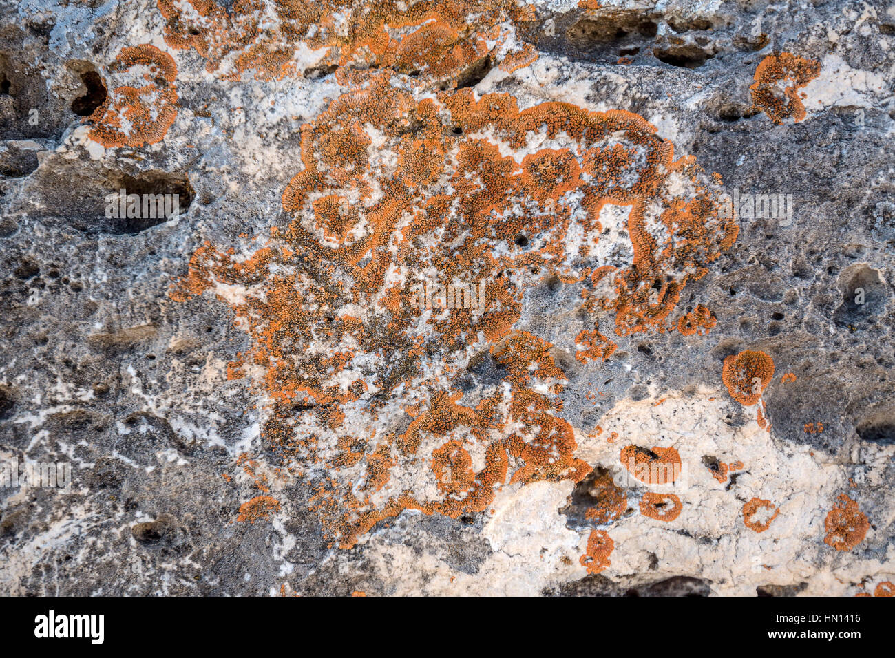 Stone covered by lichen. Natural textured background. Brown rock with ...