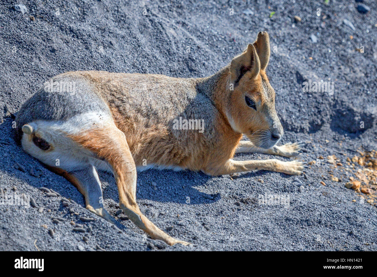 Patagonian cavy pet hi-res stock photography and images - Alamy