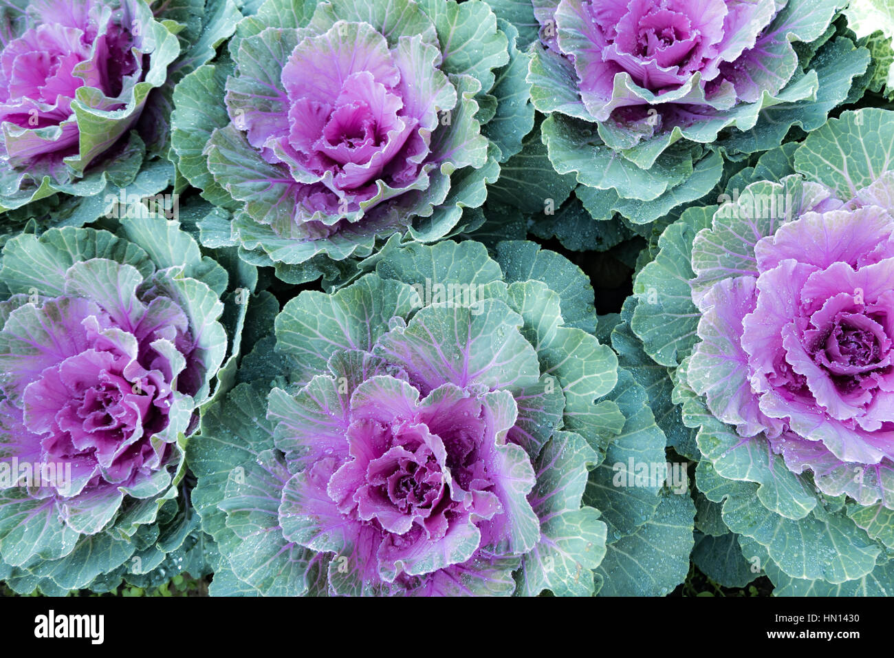 Flowering cabbages, closeup : texture pink and lime,process color Stock ...