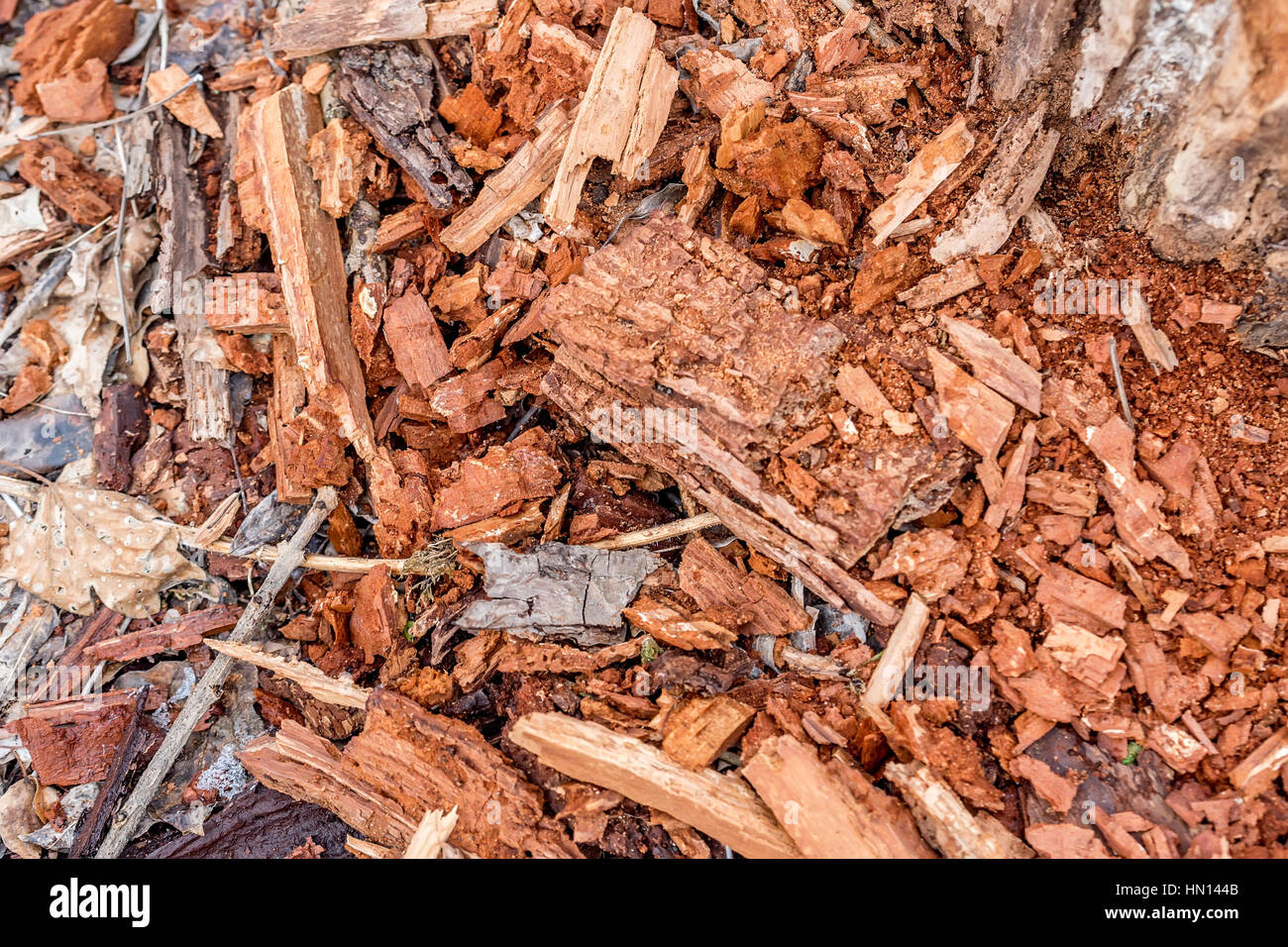 Timber dry rot hi-res stock photography and images - Alamy