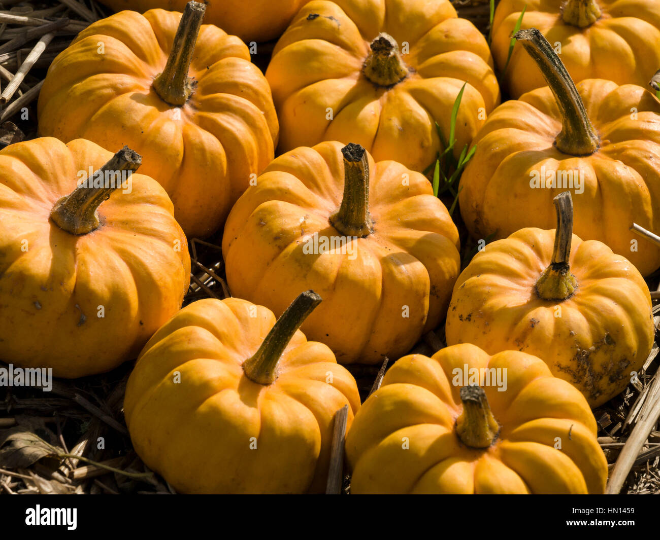 Jack be Little yellow pumpkins Stock Photo - Alamy
