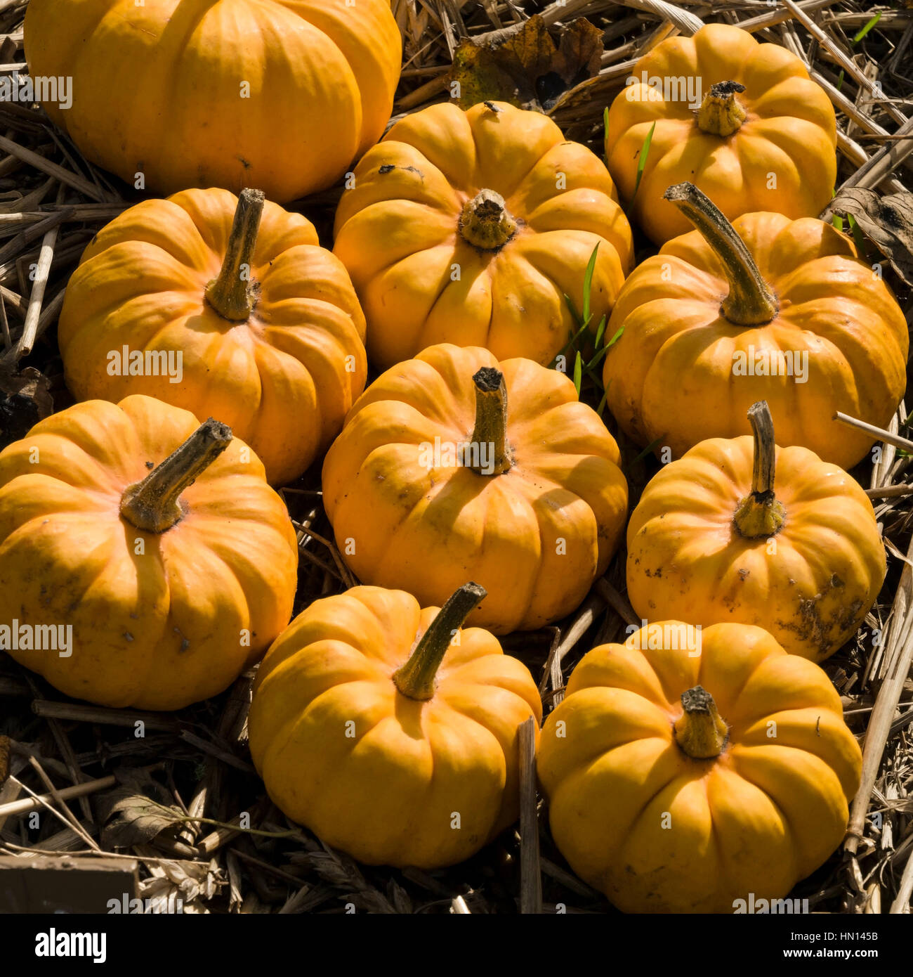 Jack be Little yellow pumpkins Stock Photo - Alamy