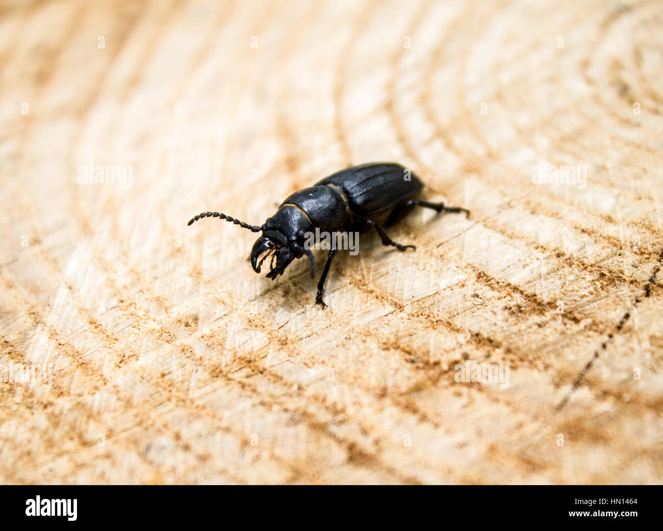 beetle barbel,on wood, it can be used for design, a collage Stock Photo ...