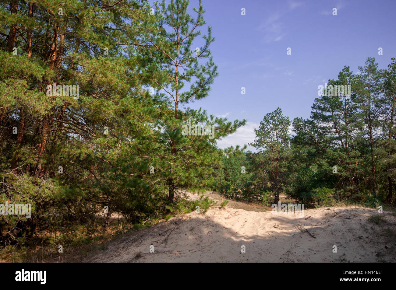 Wild angle view at the pine trees in forest Stock Photo - Alamy