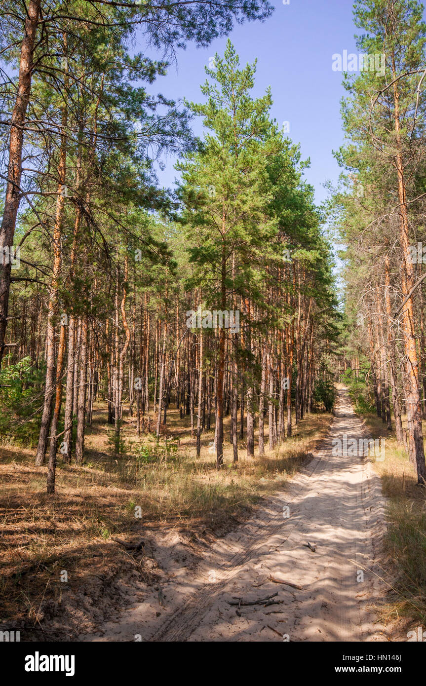 Wild angle view at the pine trees in forest Stock Photo - Alamy